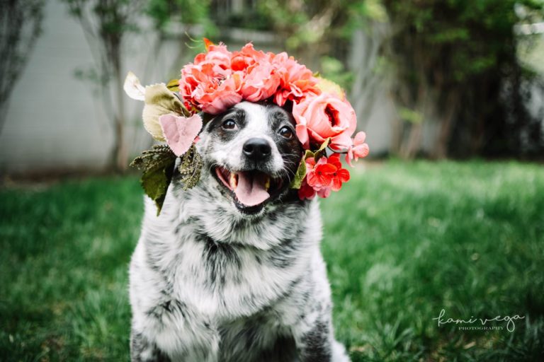 Utah Animal Adoption Center Homepage | Salt Lake City, Utah